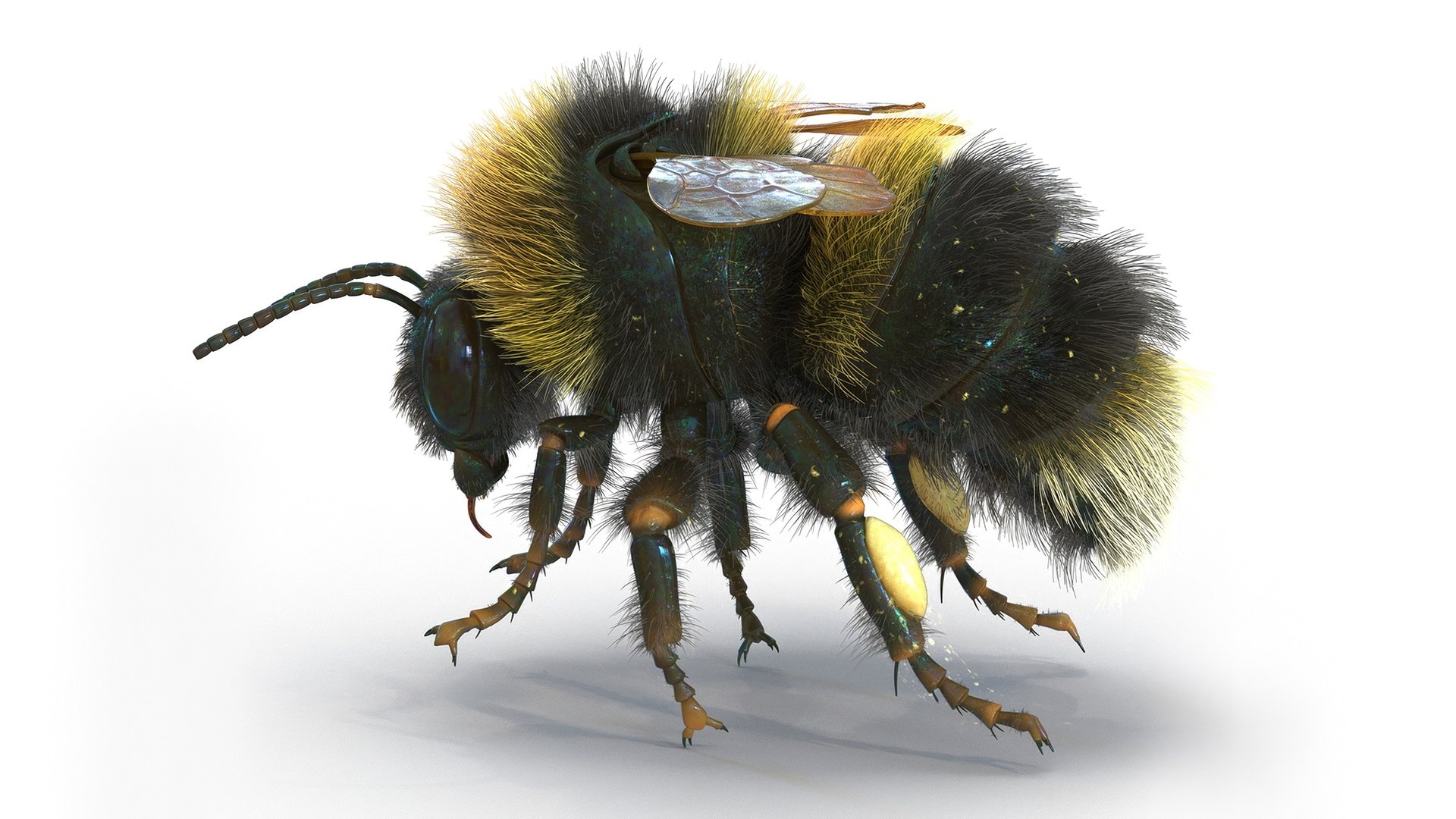 Realistic Bumblebee Insect Fur Rigged 3D - TurboSquid 2290416