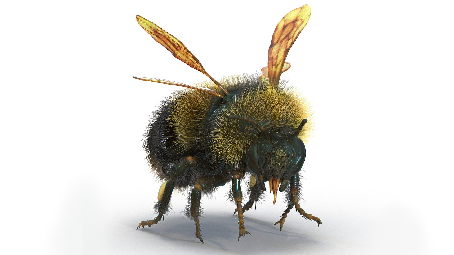 Realistic Bumblebee Insect Fur Rigged 3D - TurboSquid 2290416