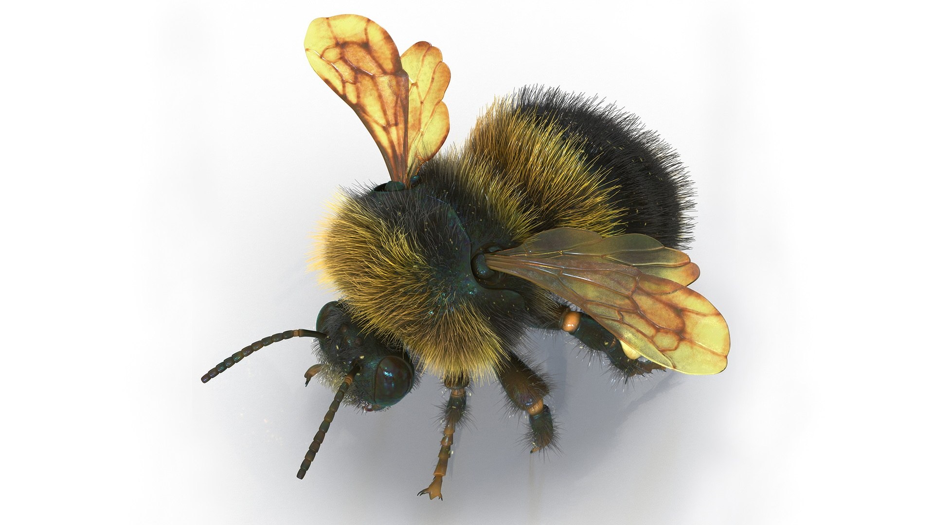Realistic Bumblebee Insect Fur Rigged 3D - TurboSquid 2290416