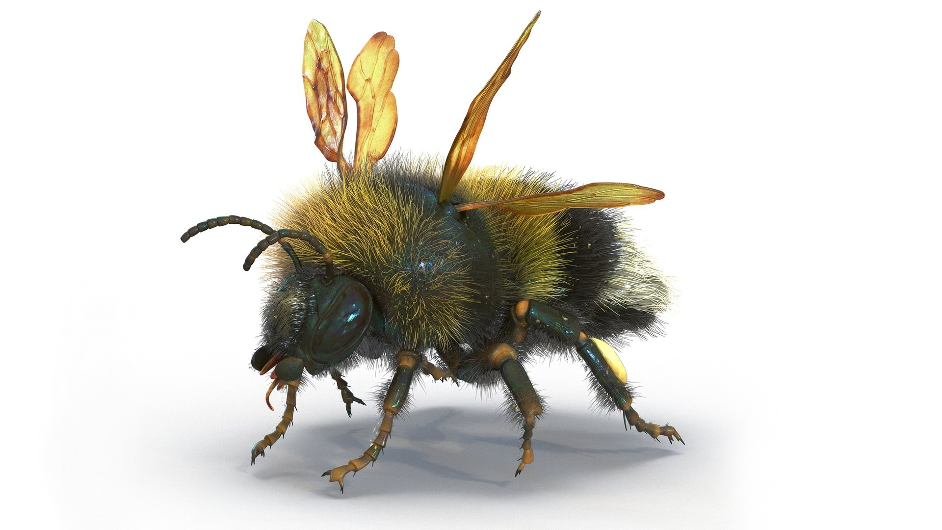 Realistic Bumblebee Insect Fur Rigged 3D - TurboSquid 2290416