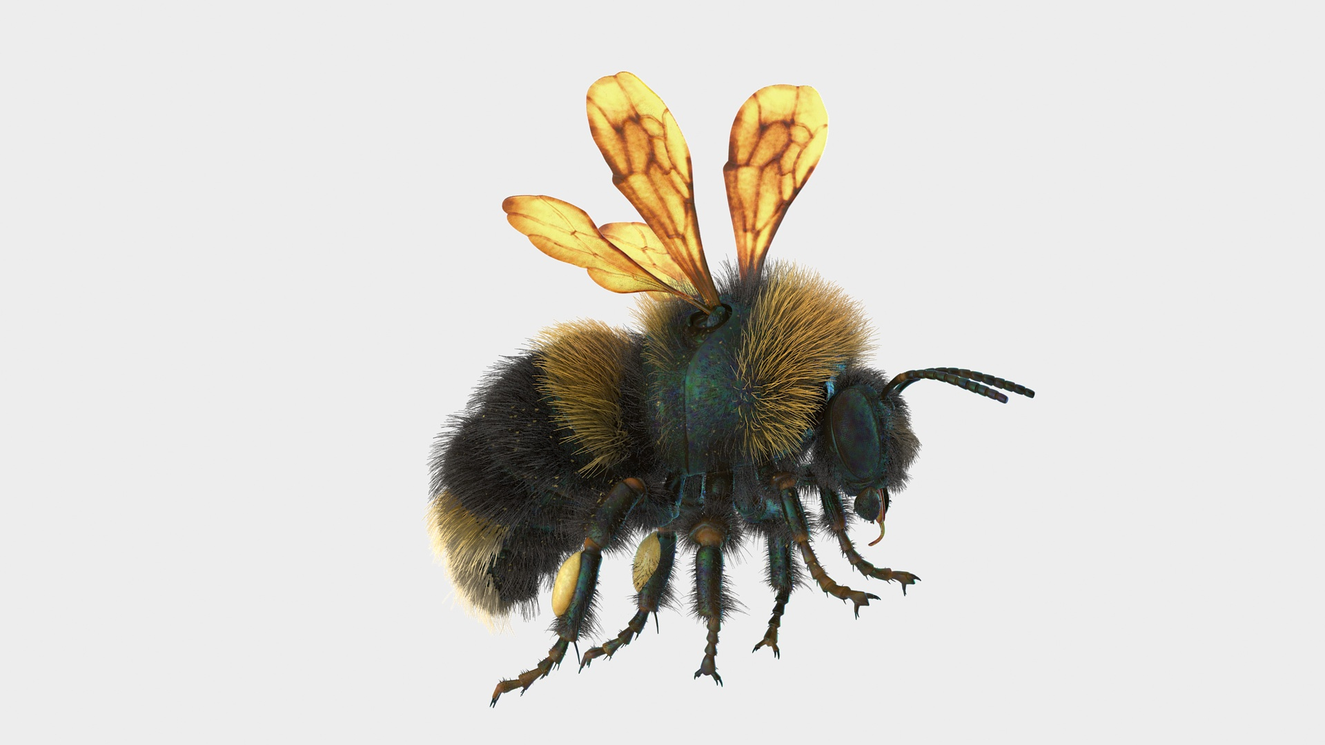Realistic Bumblebee Insect Fur Rigged 3D - TurboSquid 2290416