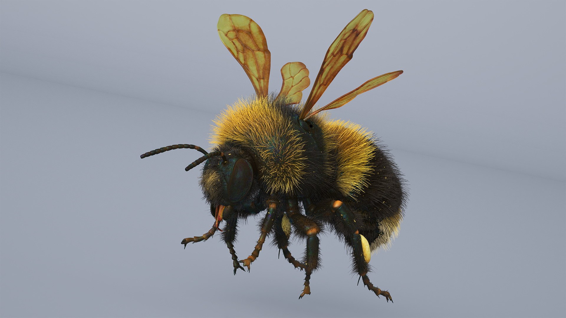 Realistic Bumblebee Insect Fur Rigged 3D - TurboSquid 2290416