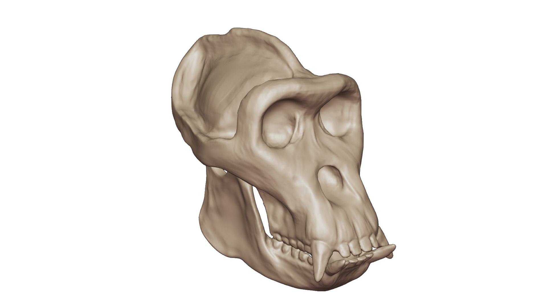 3D Gorilla Skull 3D Print Model - TurboSquid 2200971