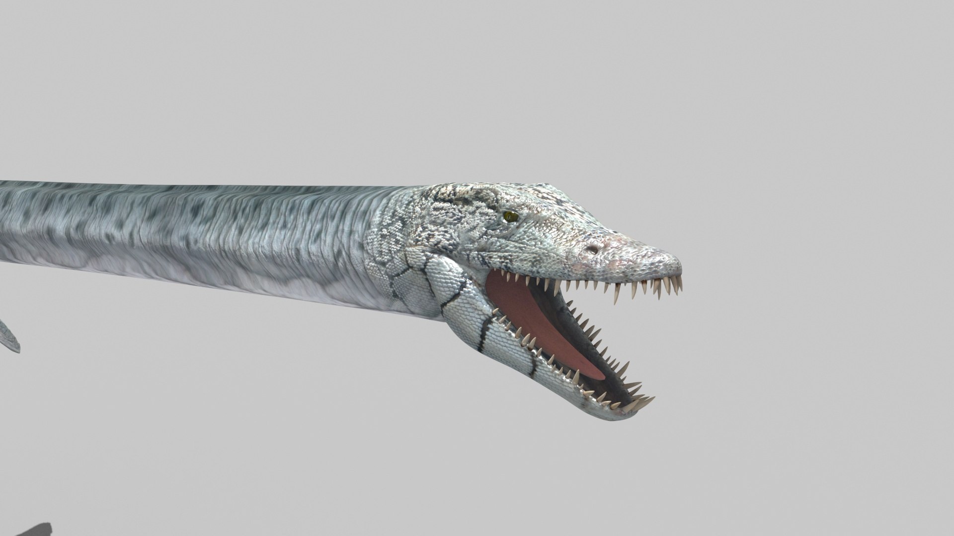 Real Plesiosaur Elasmosaur - 8K 3D Model - TurboSquid 2228682