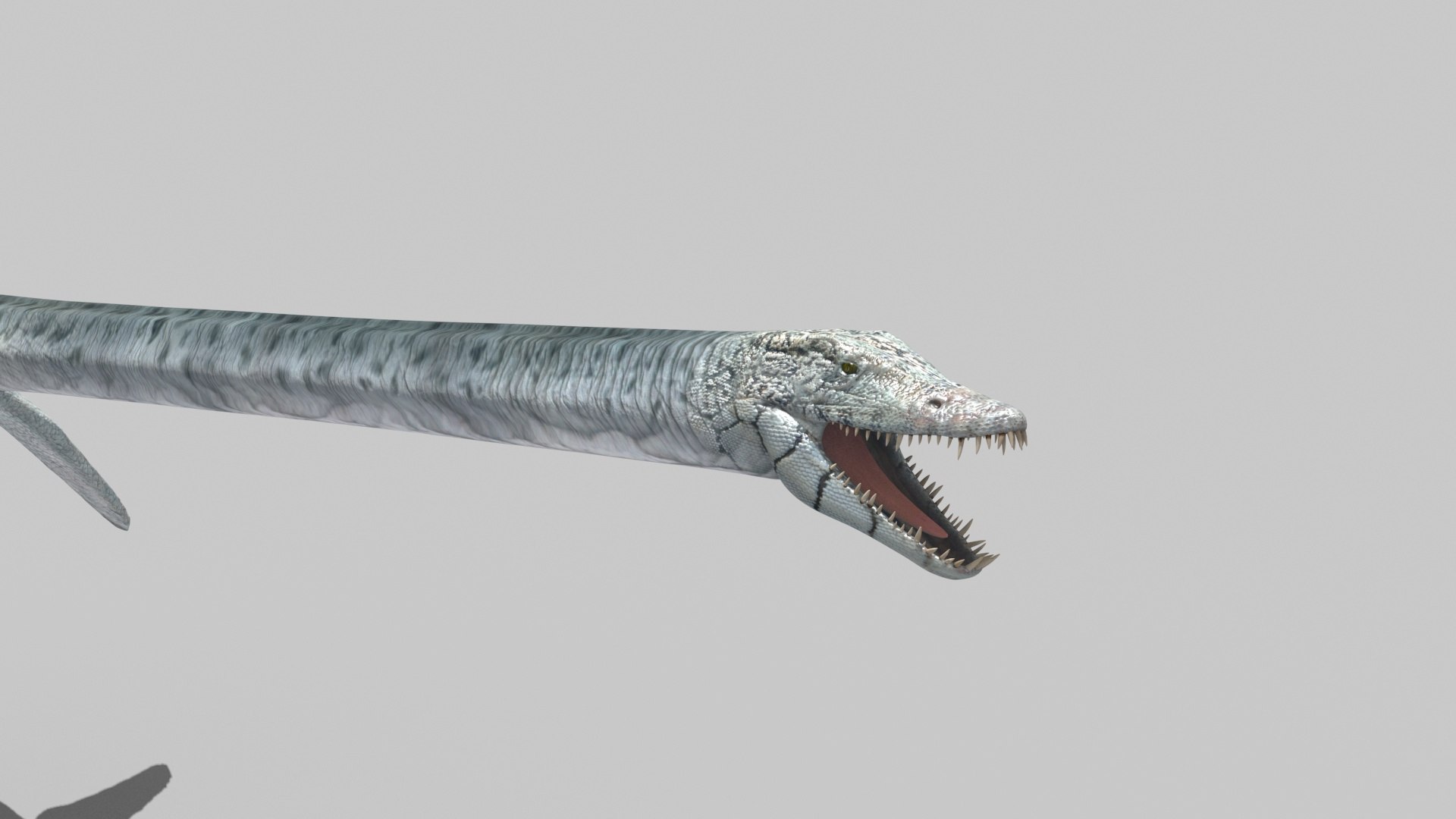 Real Plesiosaur Elasmosaur - 8K 3D Model - TurboSquid 2228682
