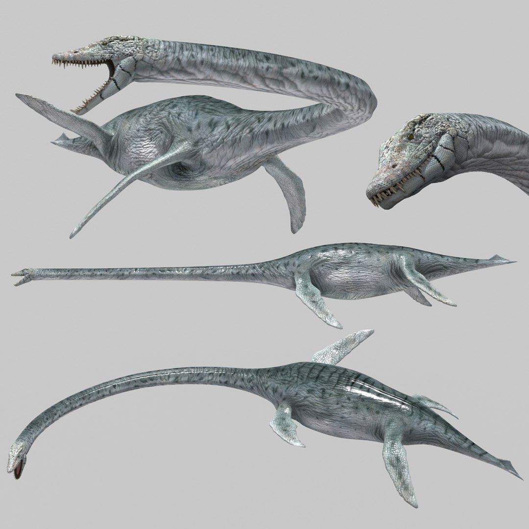 Real Plesiosaur Elasmosaur - 8K 3D Model - TurboSquid 2228682