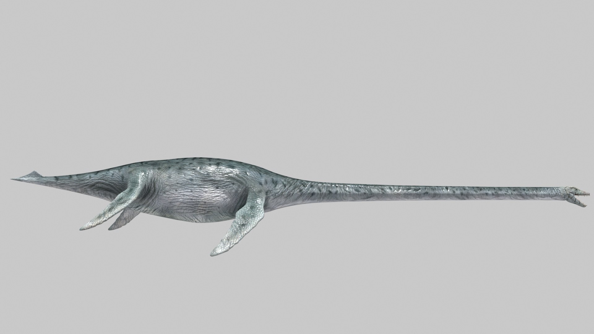 Real Plesiosaur Elasmosaur - 8K 3D Model - TurboSquid 2228682