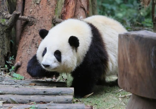 modelo 3d panda panda chino diseño IP - TurboSquid 2123950