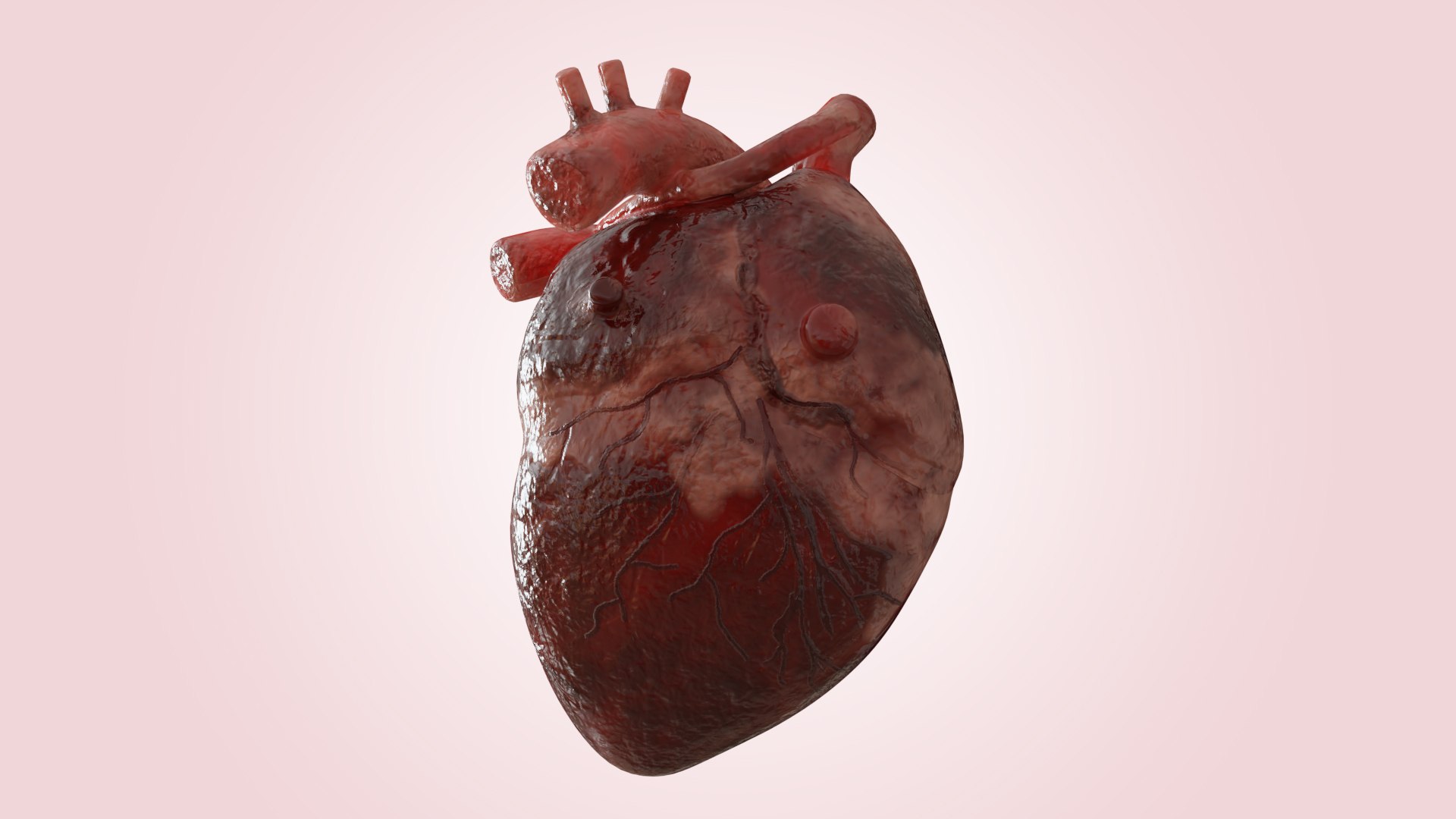 Human Heart Realistic Anatomy 3D - TurboSquid 2053205