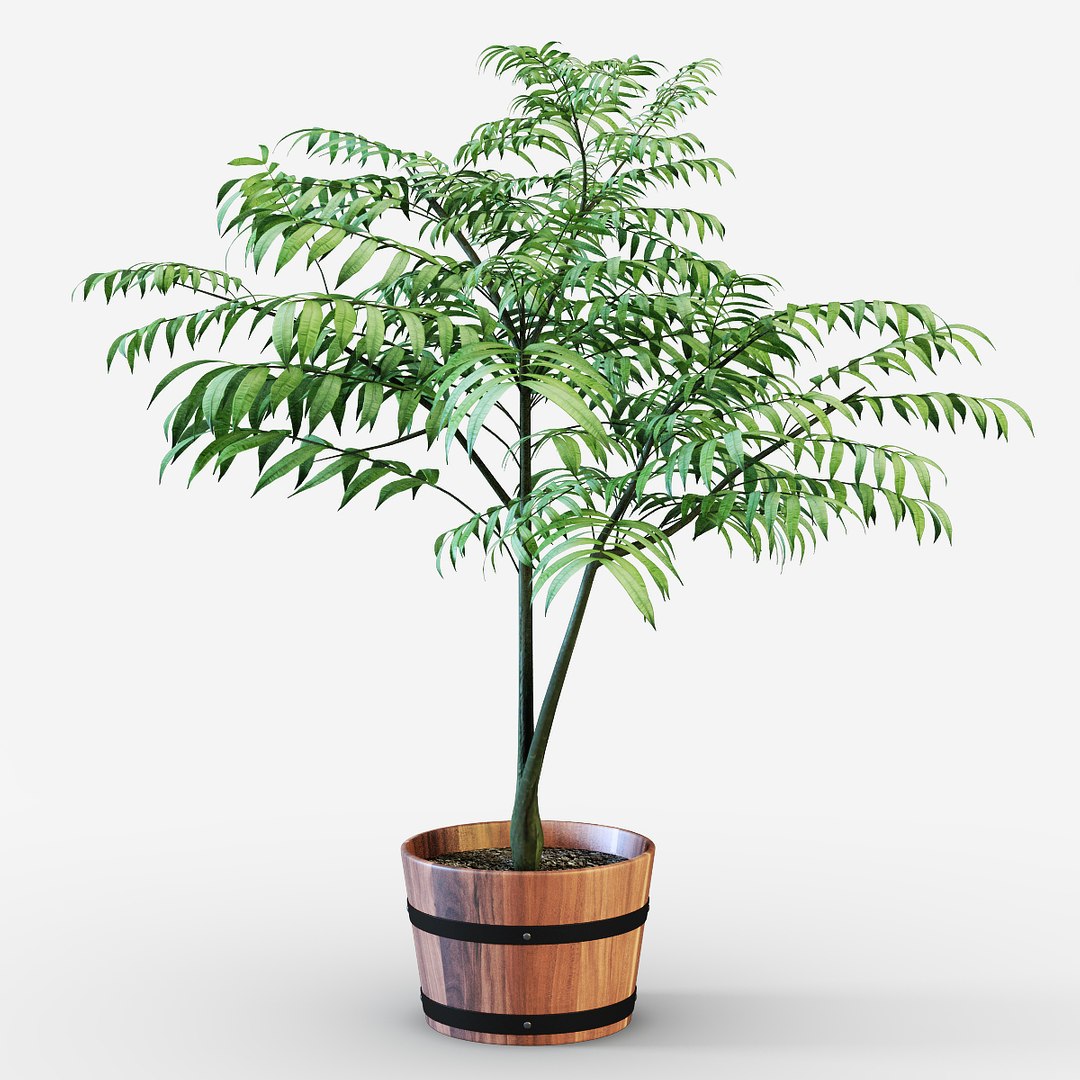 max tree plant