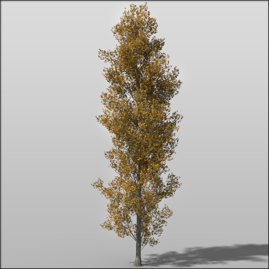 3d model poplar tree adult
