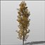 3d Model Poplar Tree Adult
