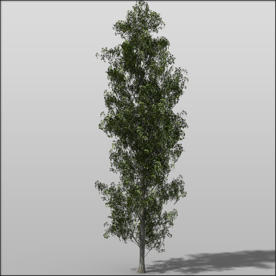 3d model poplar tree adult
