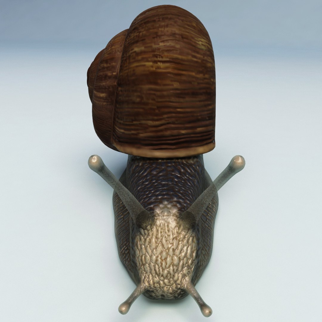 snail modelled 3d 3ds