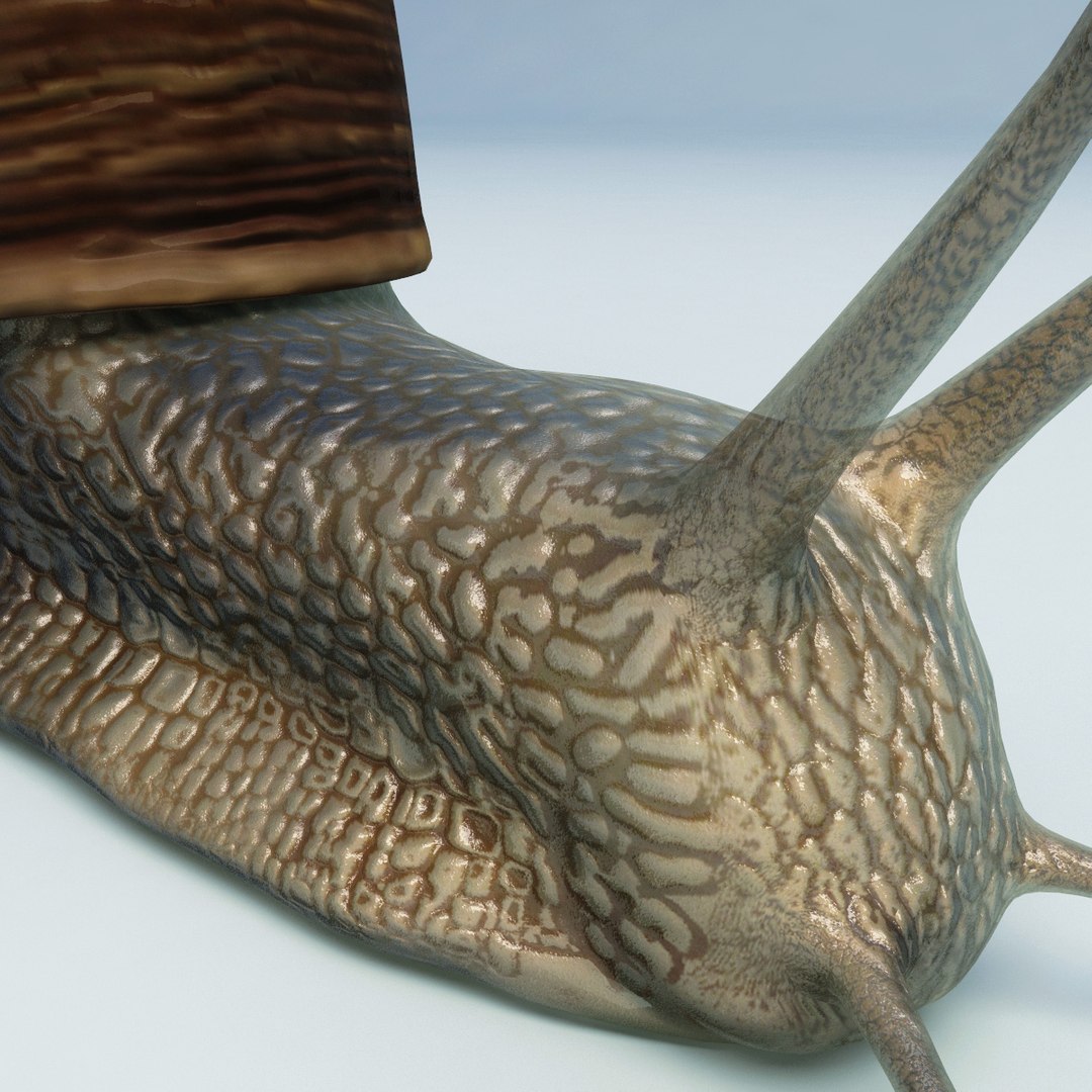 snail modelled 3d 3ds
