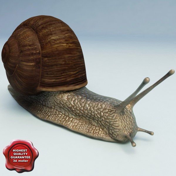 Snail 3D Models for Download | TurboSquid