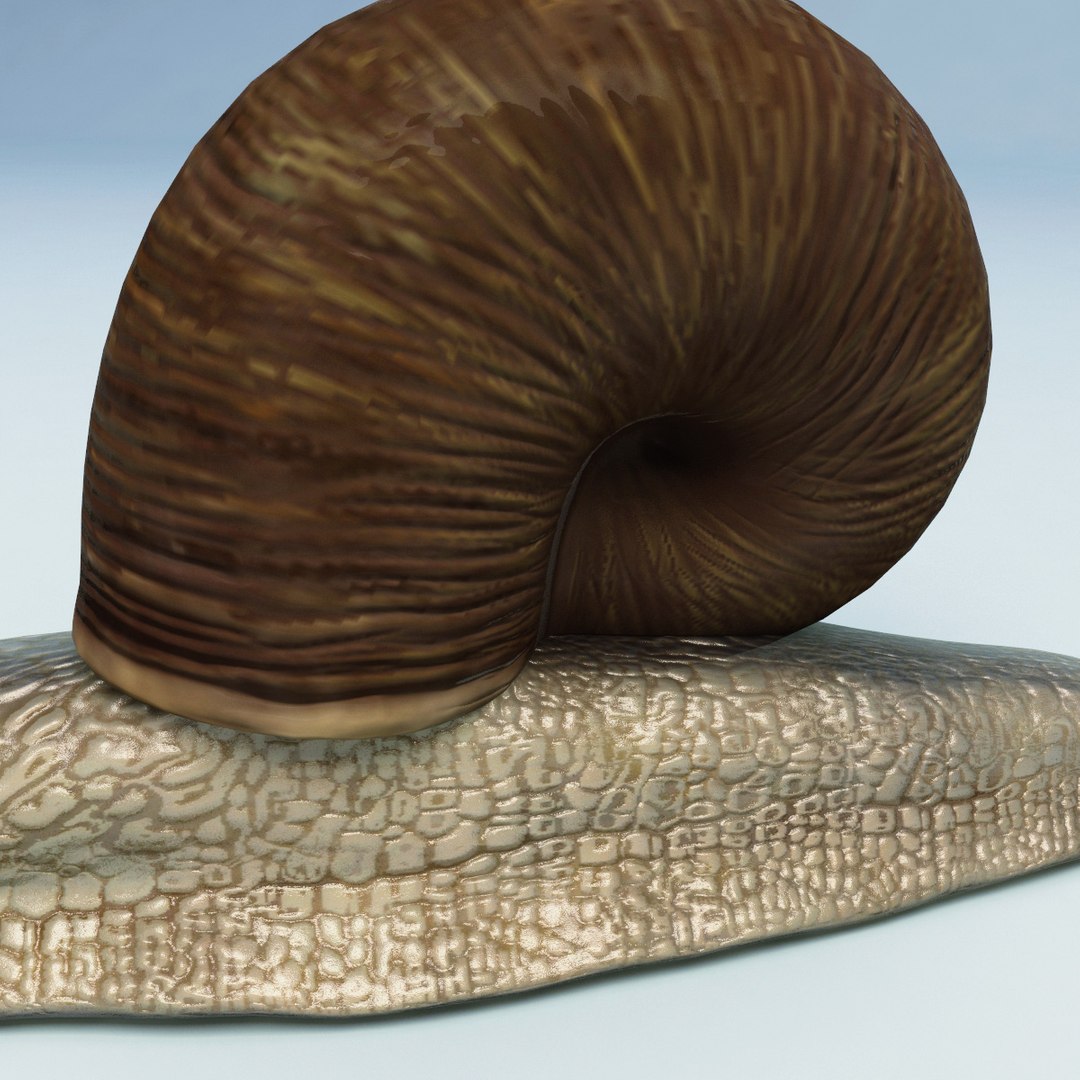 snail modelled 3d 3ds