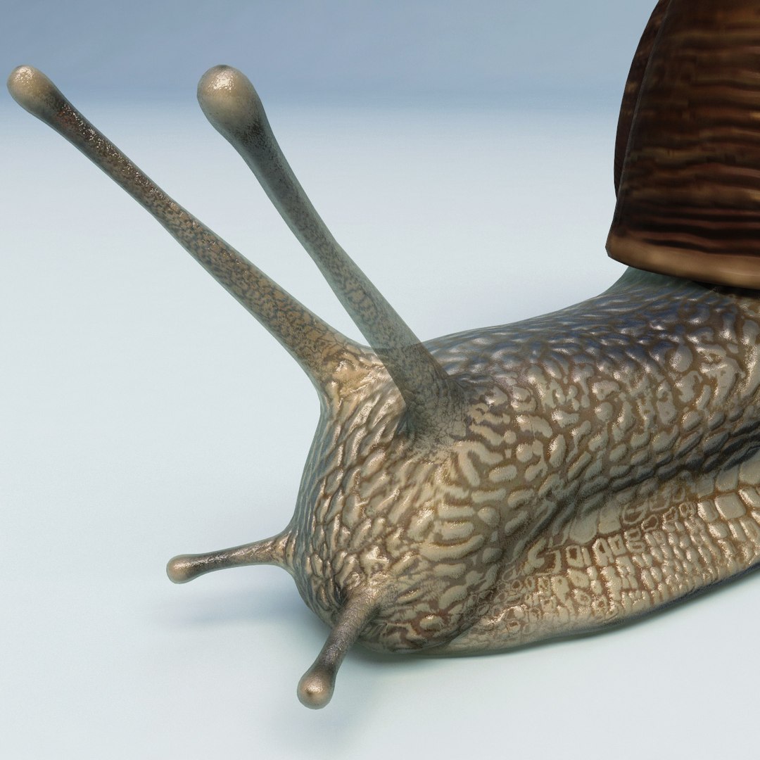 snail modelled 3d 3ds