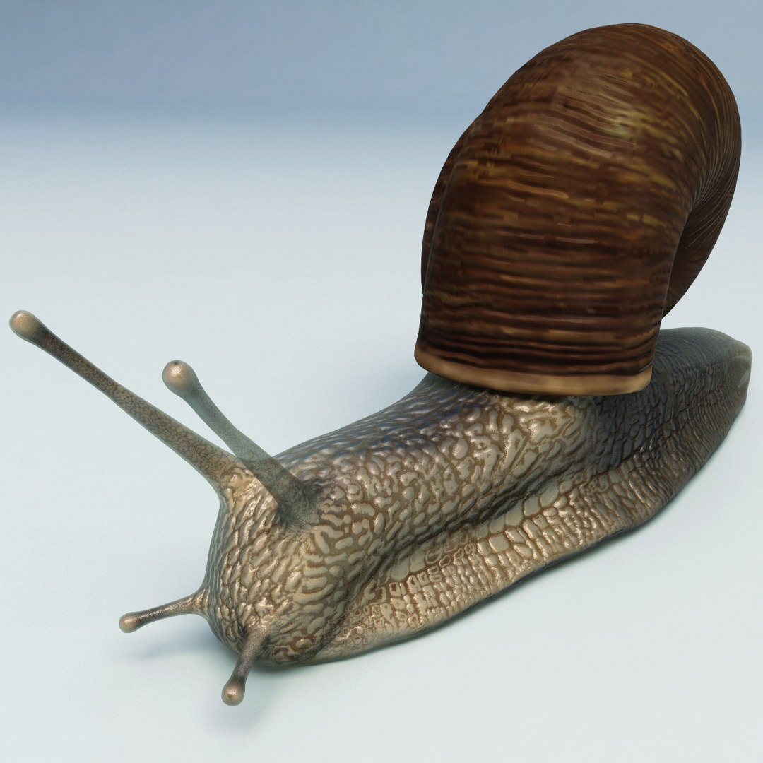 snail modelled 3d 3ds