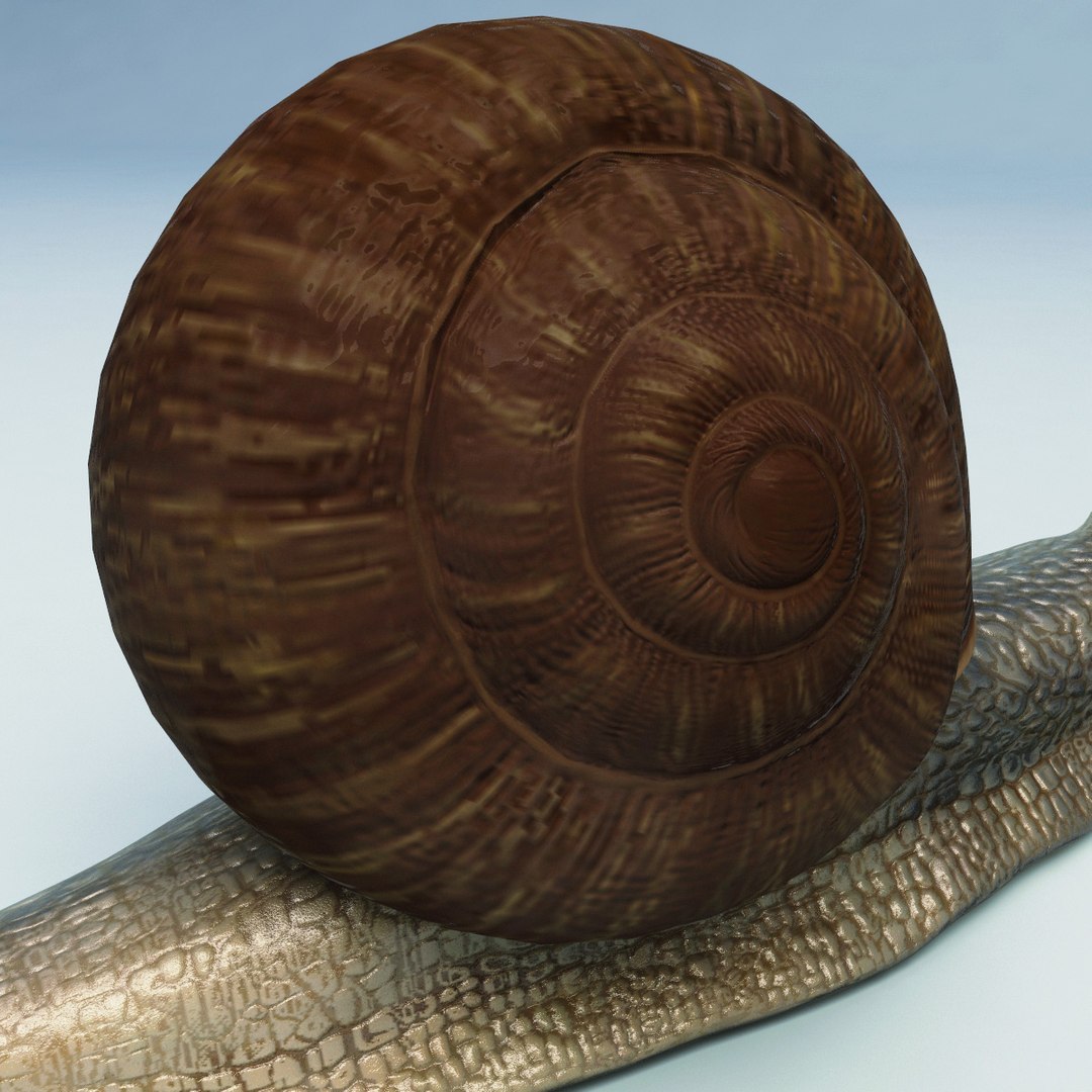 snail modelled 3d 3ds
