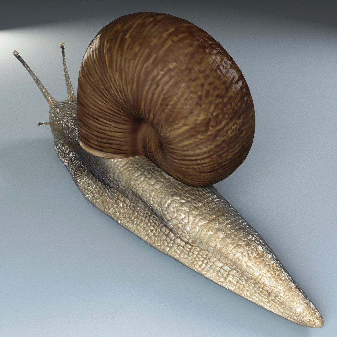 snail modelled 3d 3ds