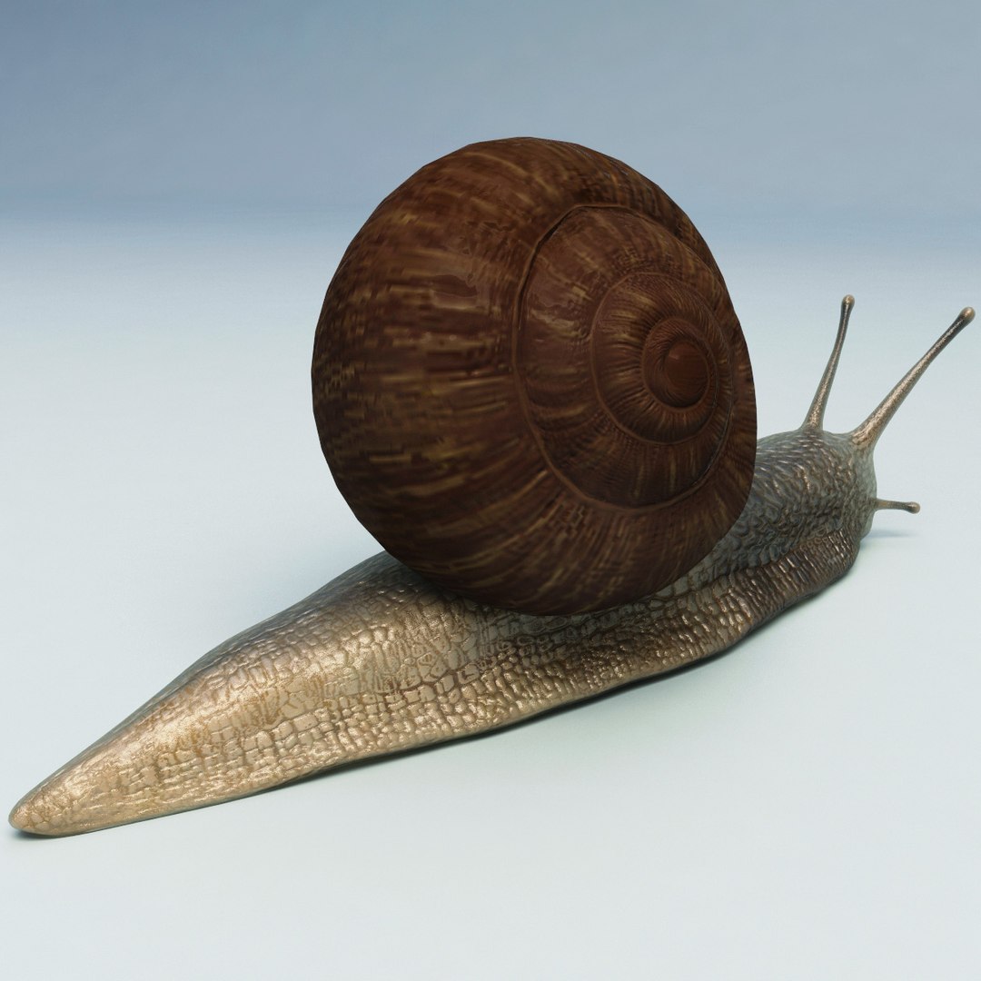 snail modelled 3d 3ds