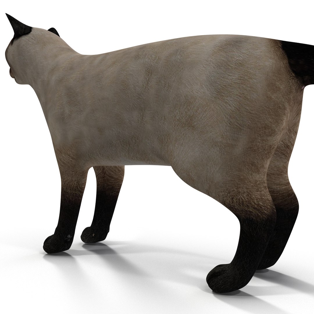 3d Siamese Cat Model