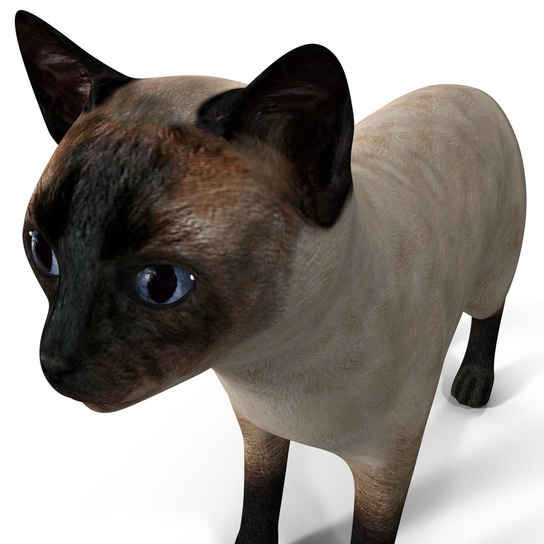 3d Siamese Cat Model