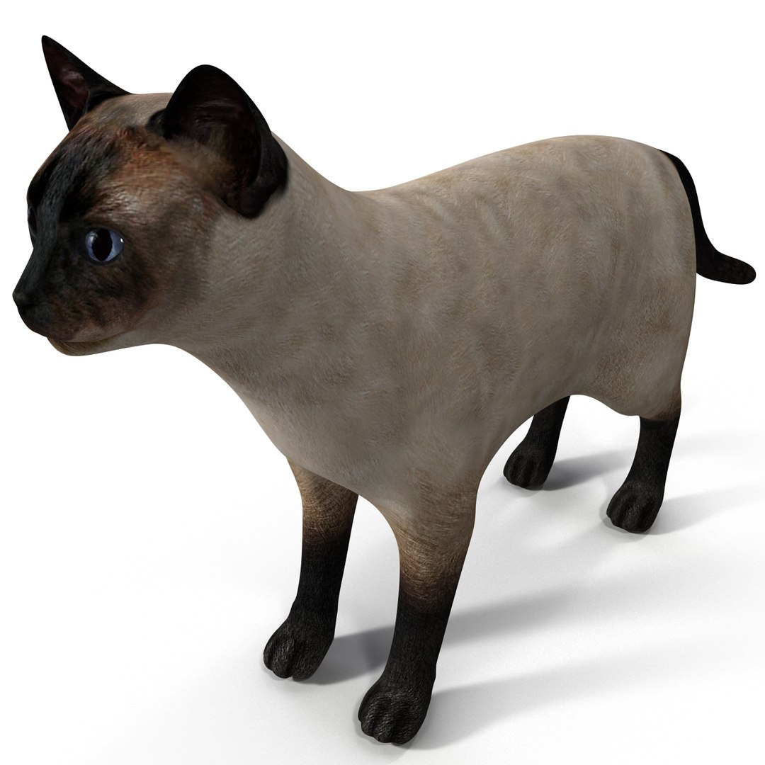3d Siamese Cat Model