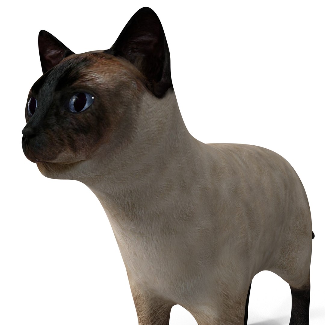 3d Siamese Cat Model