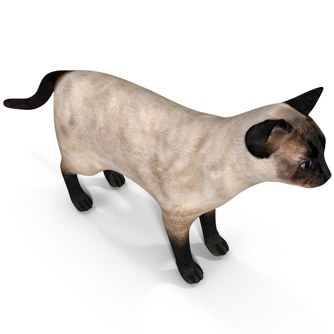 3d Siamese Cat Model