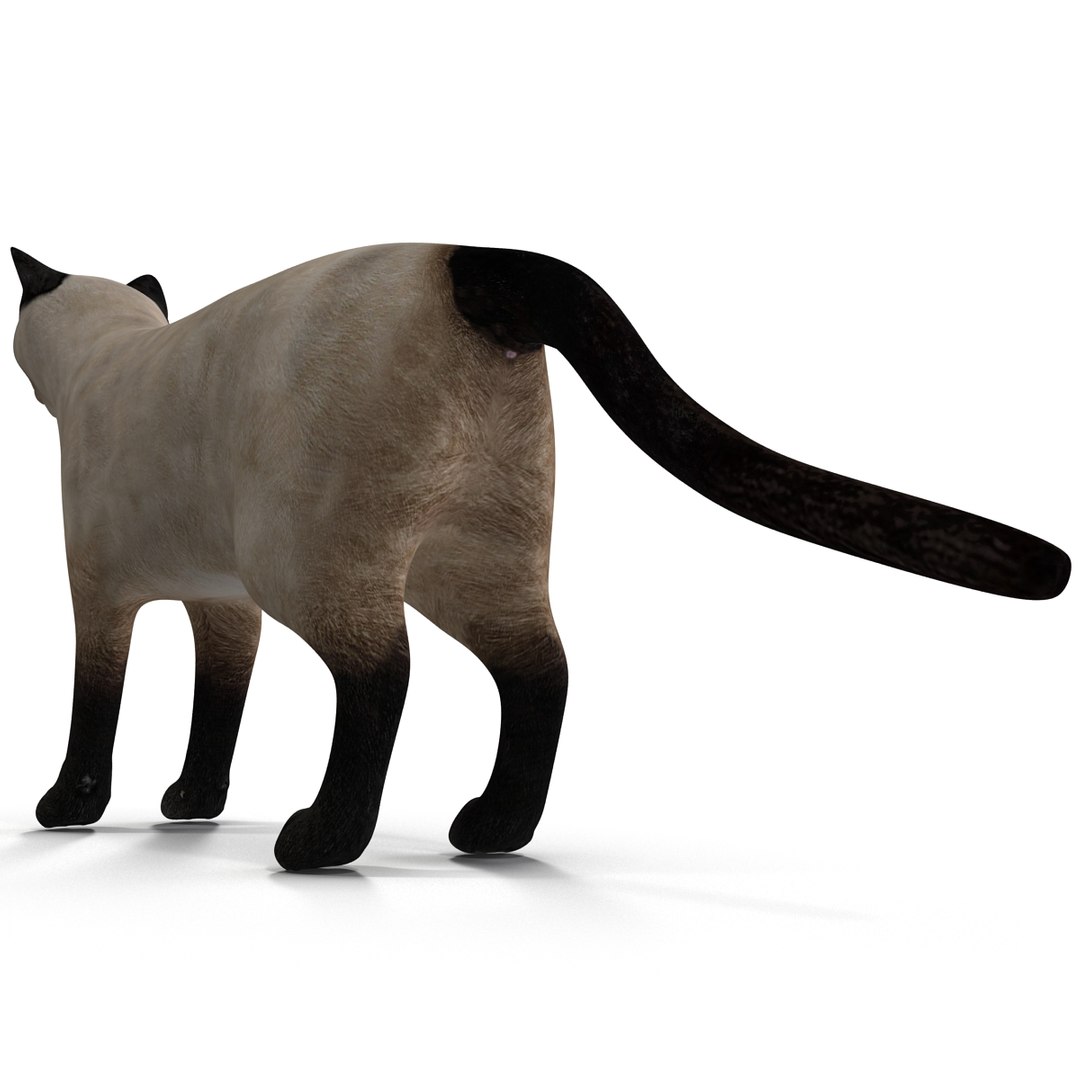 3d Siamese Cat Model
