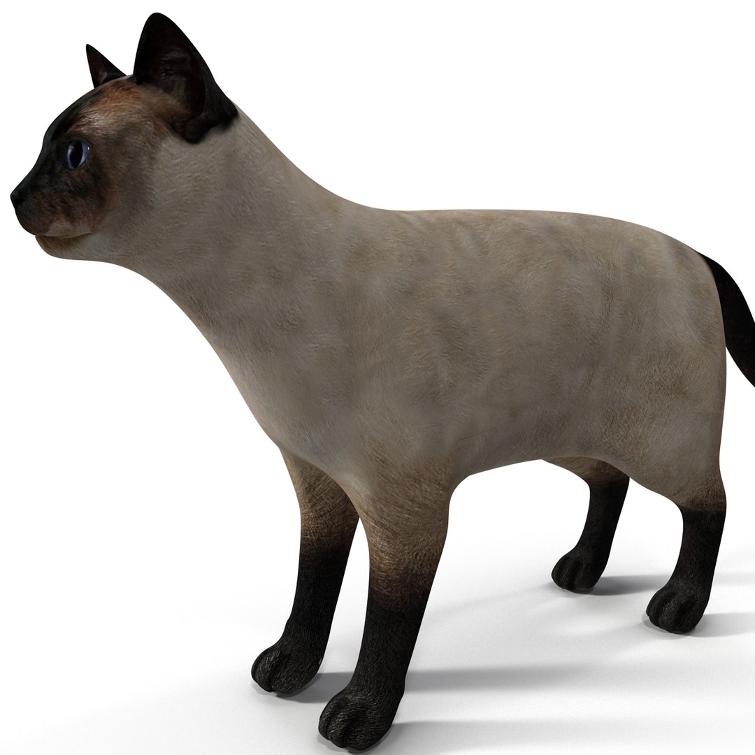 3d Siamese Cat Model