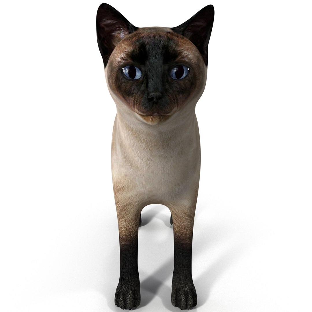 3d Siamese Cat Model