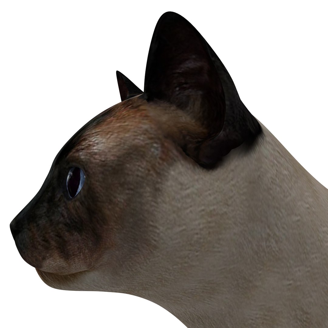 3d Siamese Cat Model