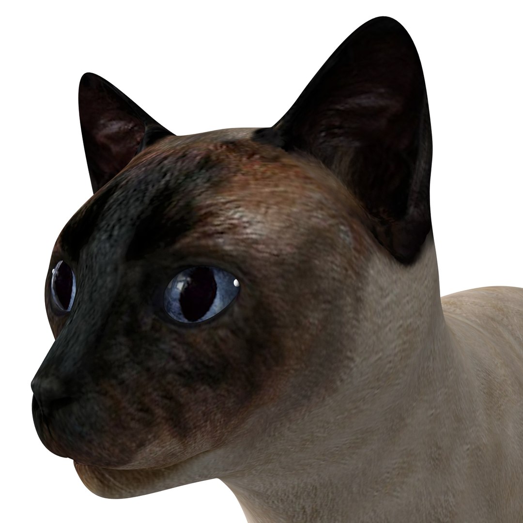 3d Siamese Cat Model