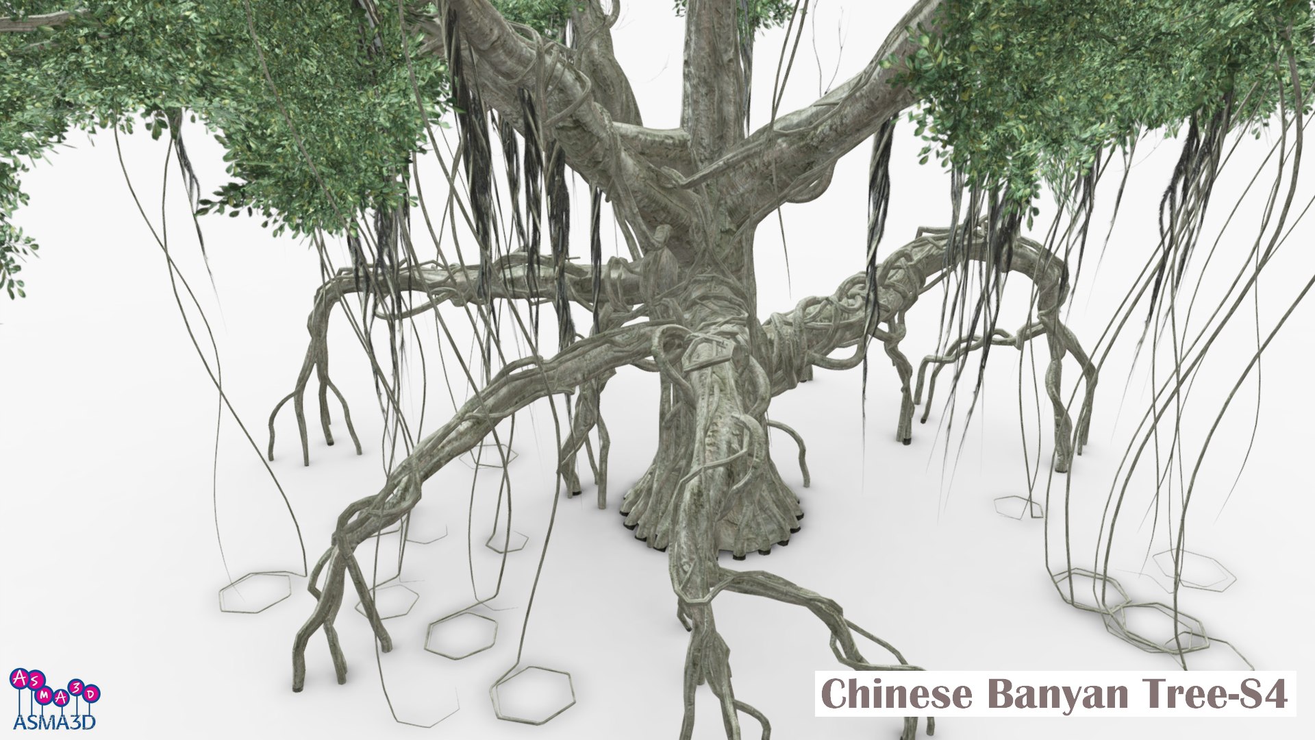 Chinese Banyan Tree-S4 3D Model - TurboSquid 2203191
