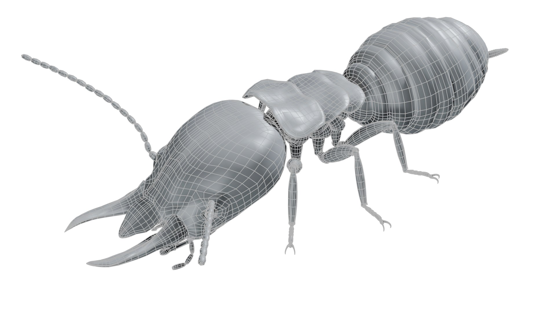 Termite 3D Model - TurboSquid 2286991