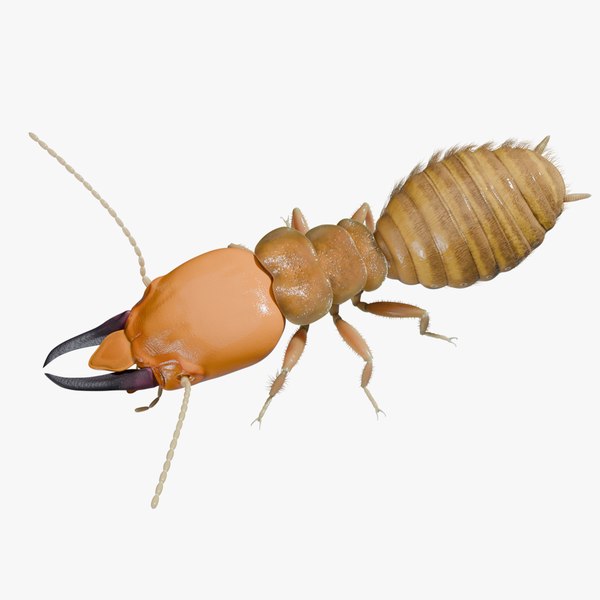 Termite 3D Models for Download | TurboSquid
