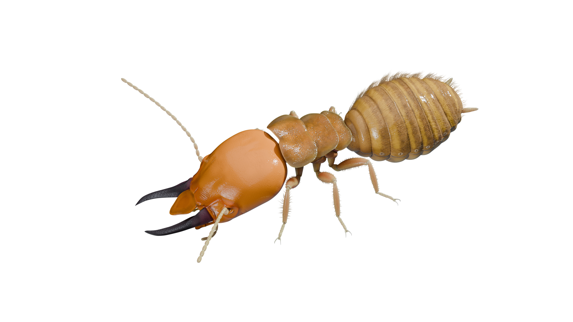 Termite 3D Model - TurboSquid 2286991