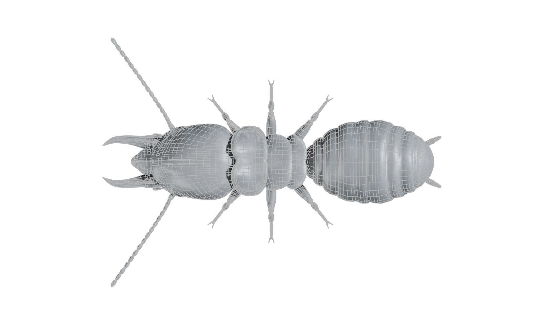 Termite 3D Model - TurboSquid 2286991