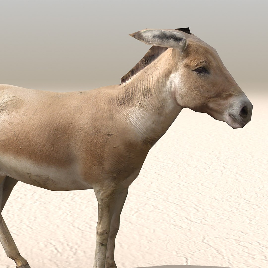 Donkey Arab Carts 3d C4d