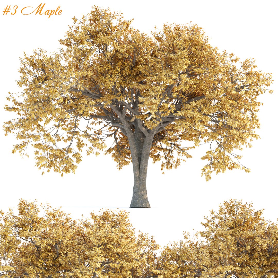 Autumn Maple Trees Collection vol 147 model - TurboSquid 1985411
