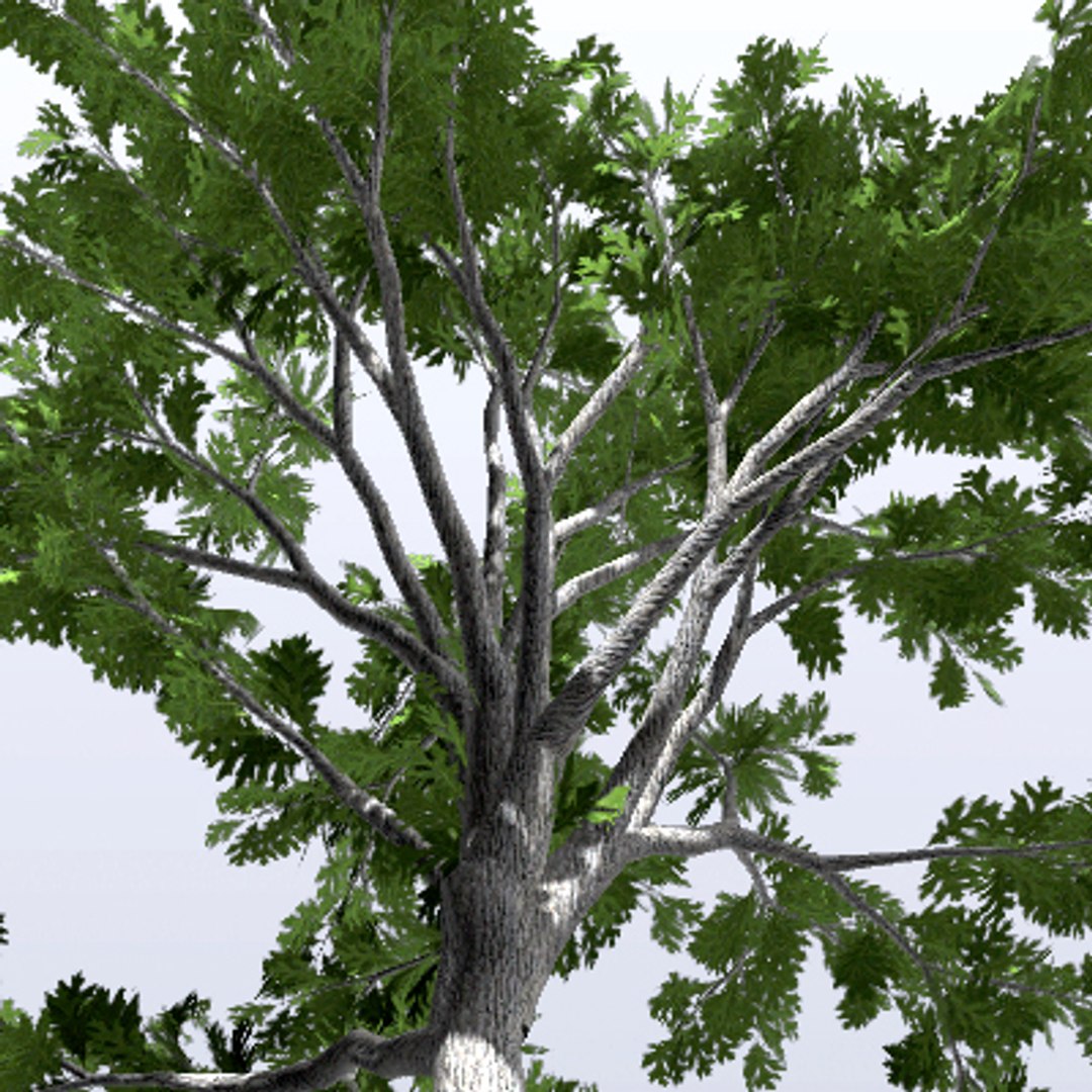 White Oak Tree 3d Model