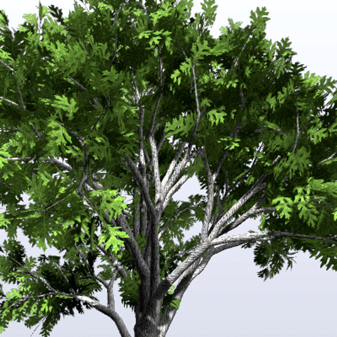 White Oak Tree 3d Model