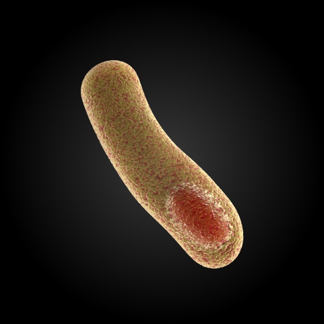 3d microbes micro organisms model