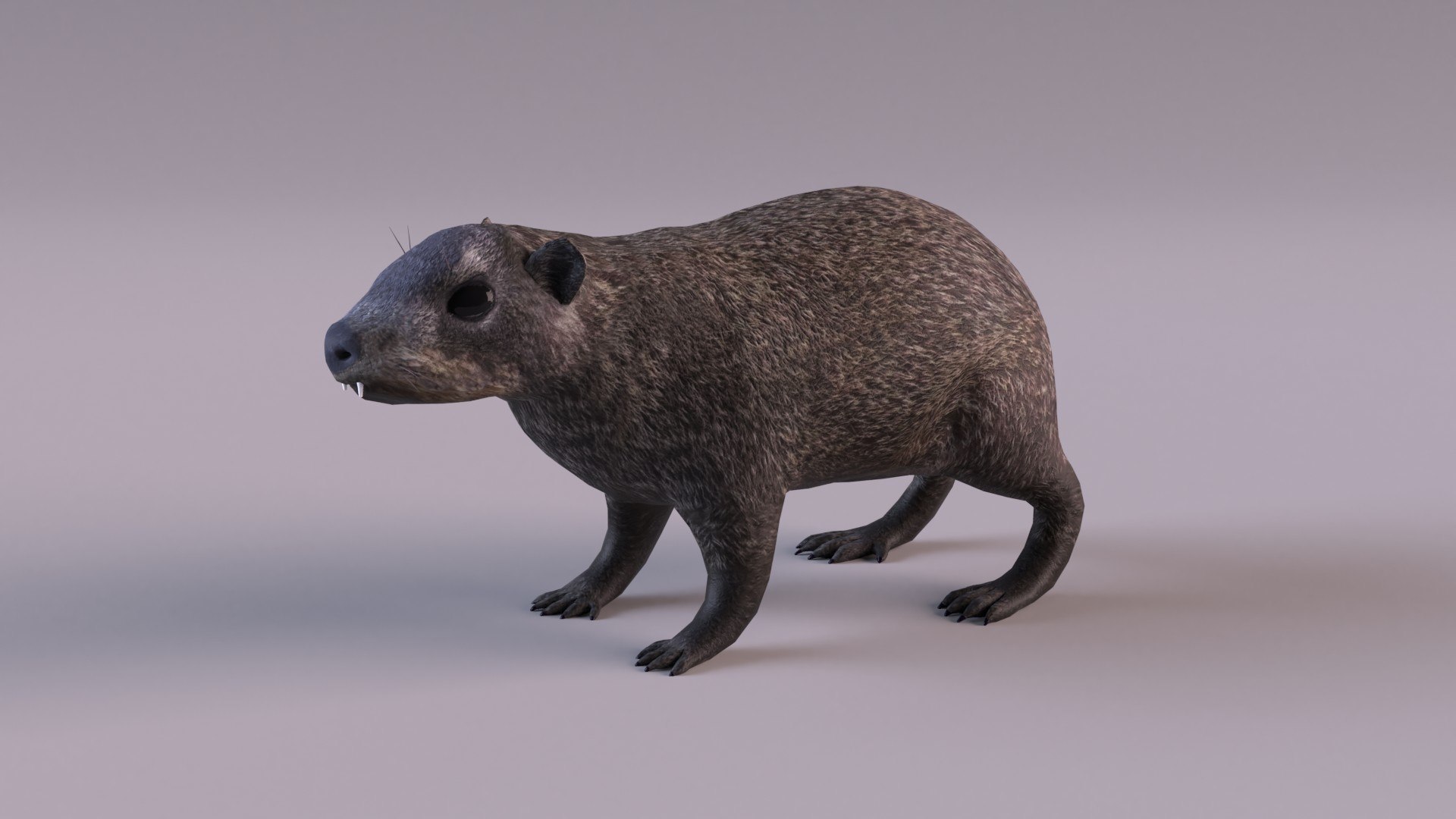 Rock Hyrax 3D Model - TurboSquid 1739944