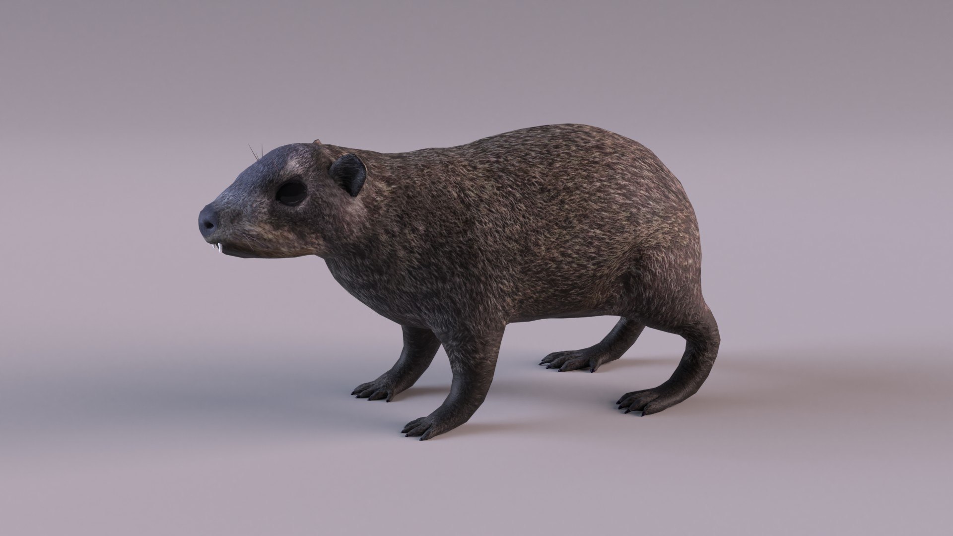 Rock Hyrax 3D Model - TurboSquid 1739944