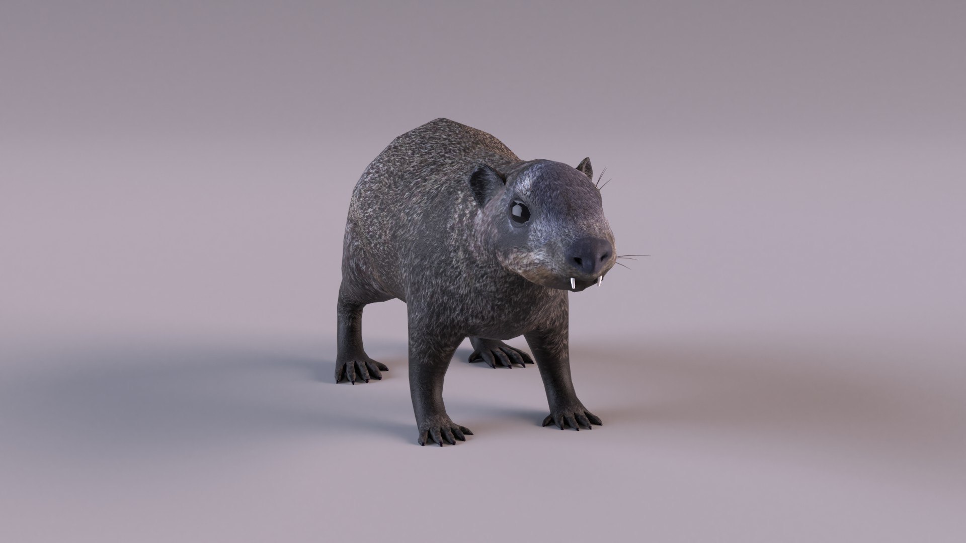 Rock Hyrax 3D Model - TurboSquid 1739944