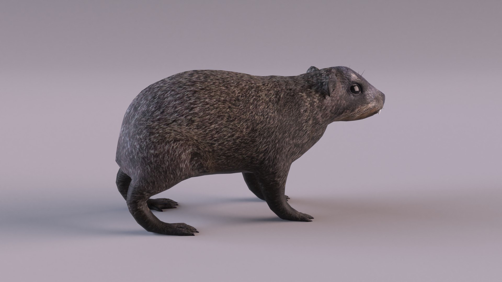 Rock Hyrax 3D Model - TurboSquid 1739944